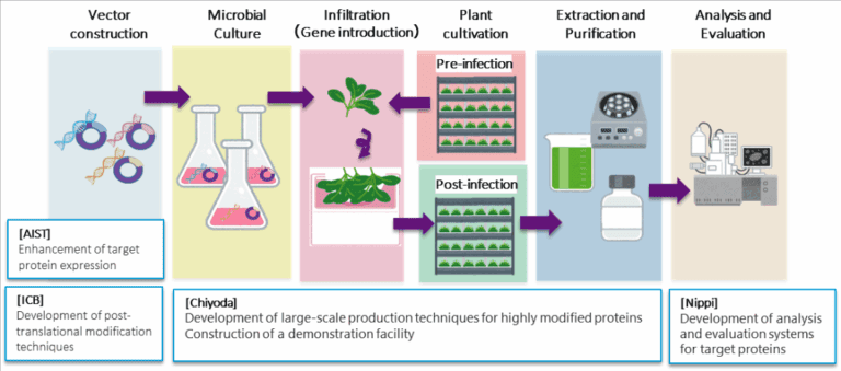 Large-scale production of human type II collagen using plants | Page 1